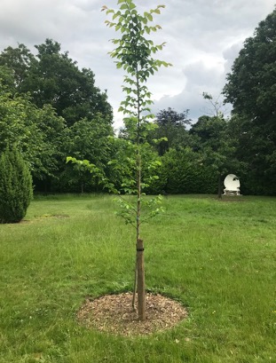 Elm - Ulmus ‘Lutece’ - Strawberry Hill House & Garden